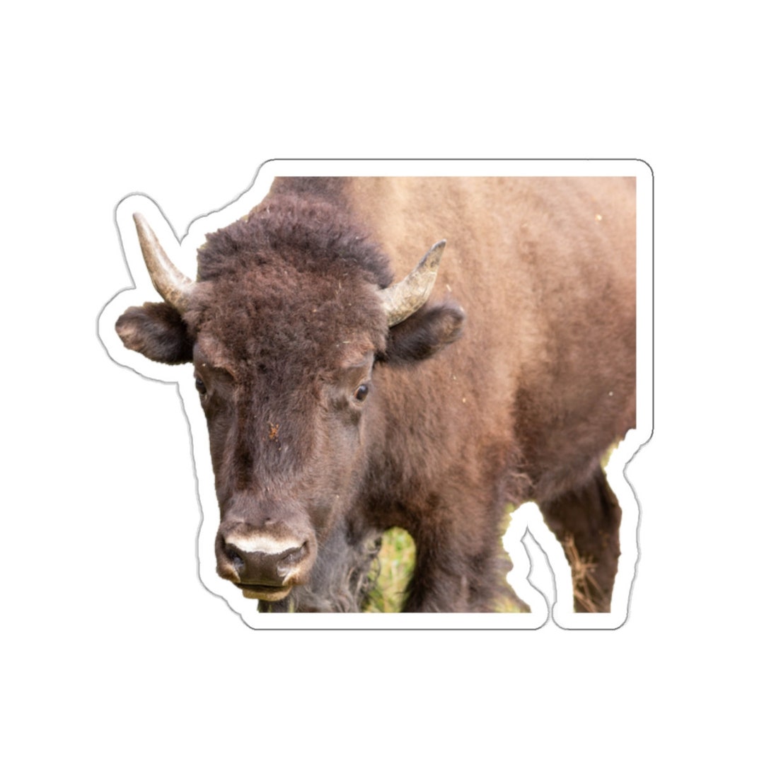Alberta Buffalo Ranch Sticker: Glossy Vinyl Decor - Etsy