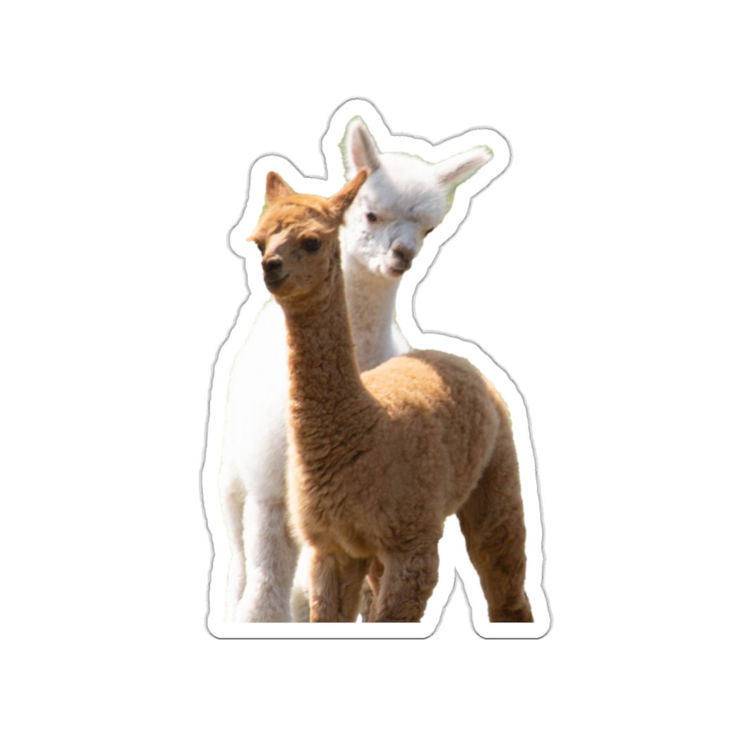 Alpaca Stickers: Glossy Vinyl Indoor Decor - Etsy