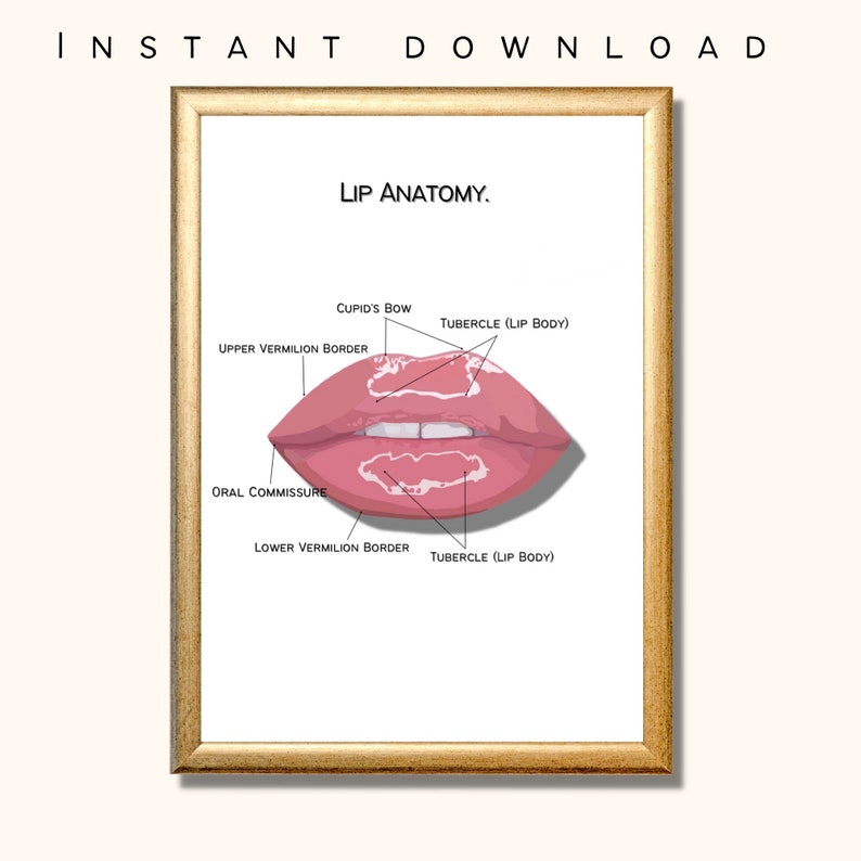 Lip Anatomy Art Poster, Plastic Surgeon Gift, Nurse Gift, Beauty ...
