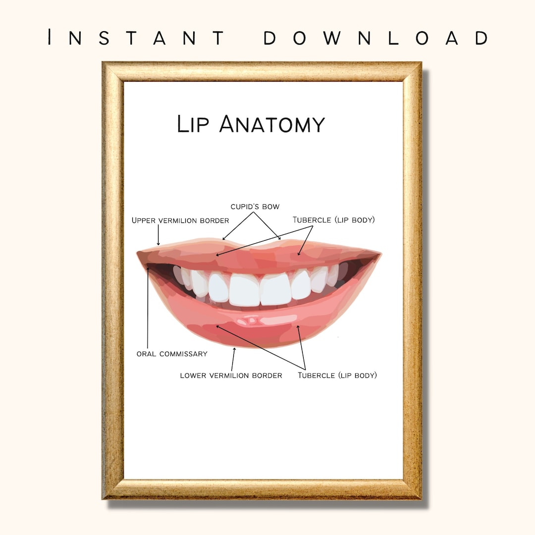Facial Anatomy , Lip Anatomy, Lip Filler Poster, A1/A3/A4 Esthetician ...