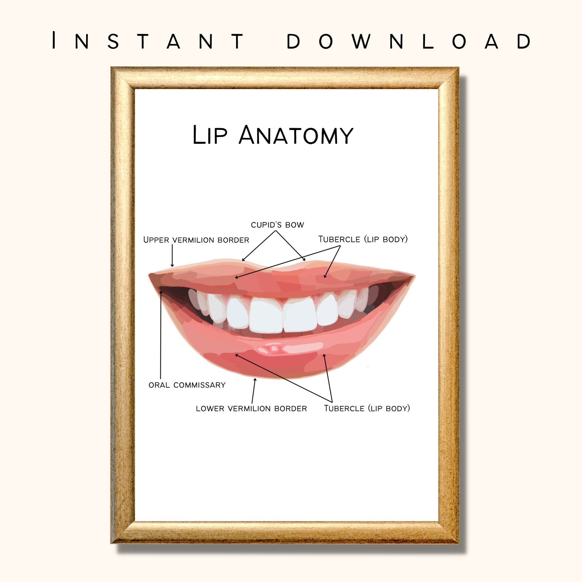 Facial Anatomy , Lip Anatomy, Lip Filler Poster, A1/A3/A4 Esthetician ...
