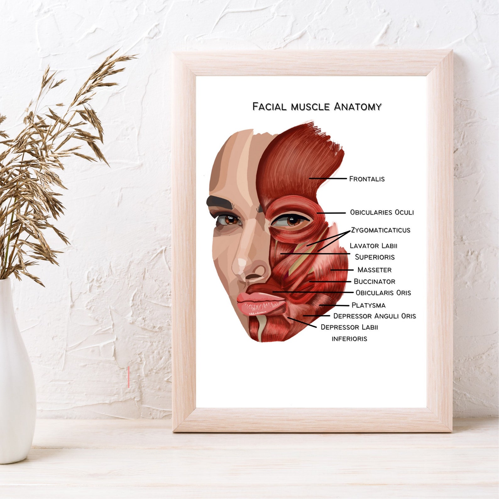 Facial Muscle Anatomy Poster Digital Print Anatomy A4A3A1 - Etsy UK