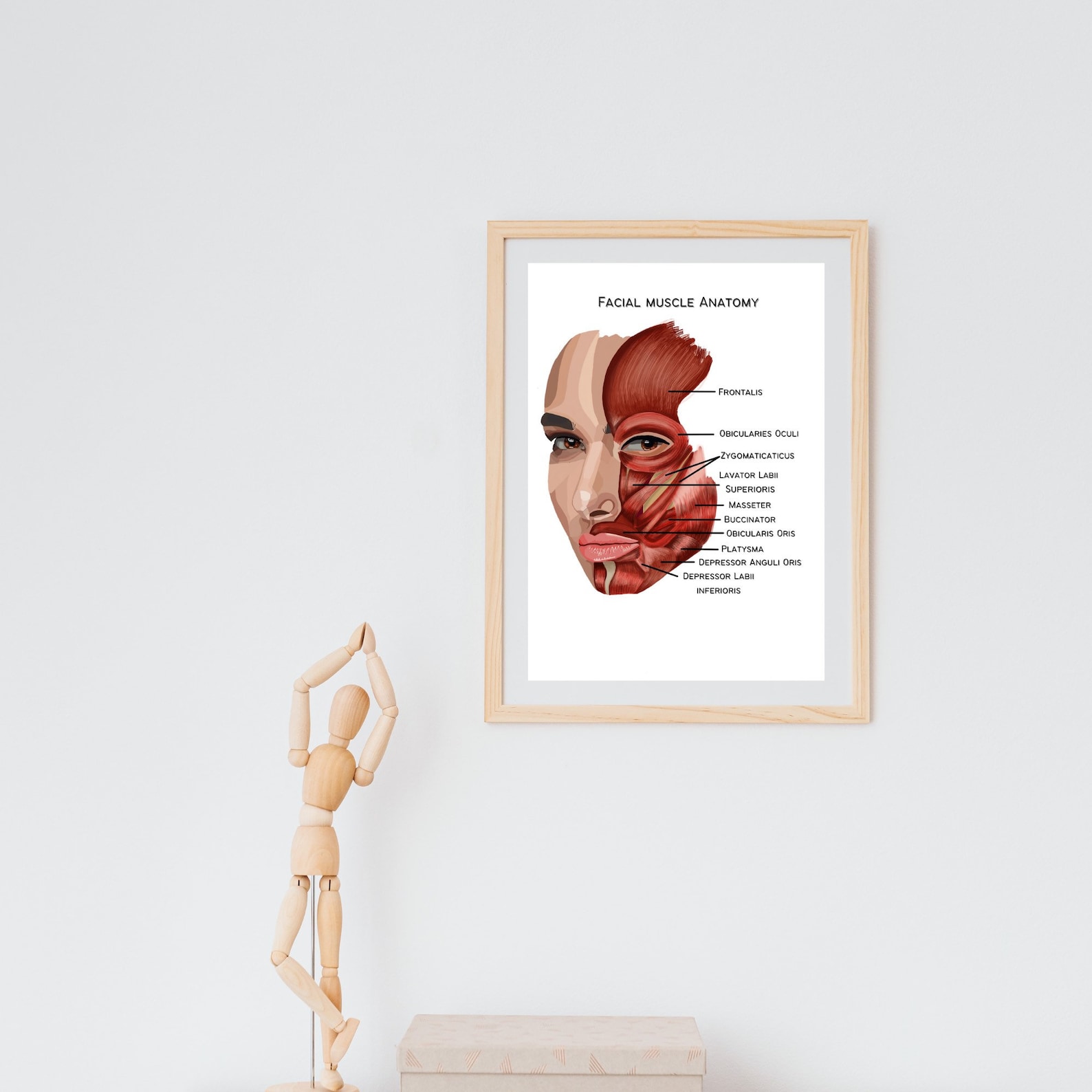 Facial Muscle Anatomy Poster Digital Print Anatomy A4A3A1 - Etsy UK