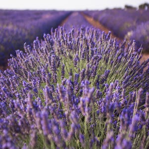 True Lavender Seeds: Lavandula Angustifolia, English Lavender, Heirloom ...