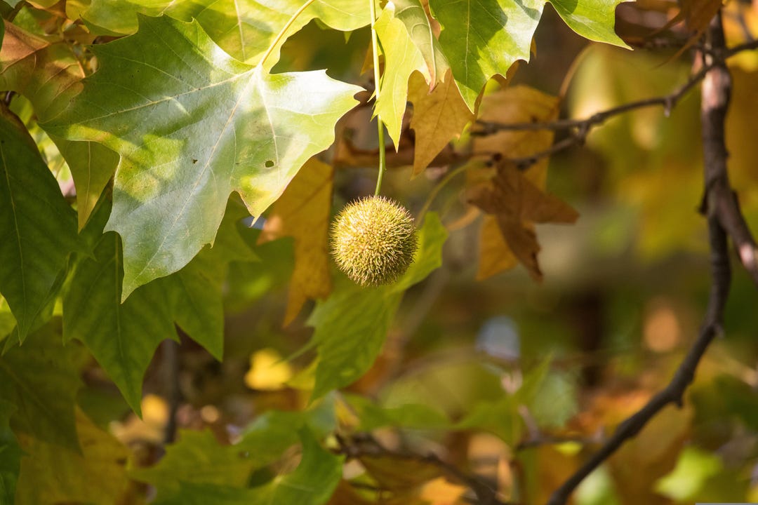 1yr American Sycamore, 1-2 Ft, Native Tree, Platanus Occidentalis ...