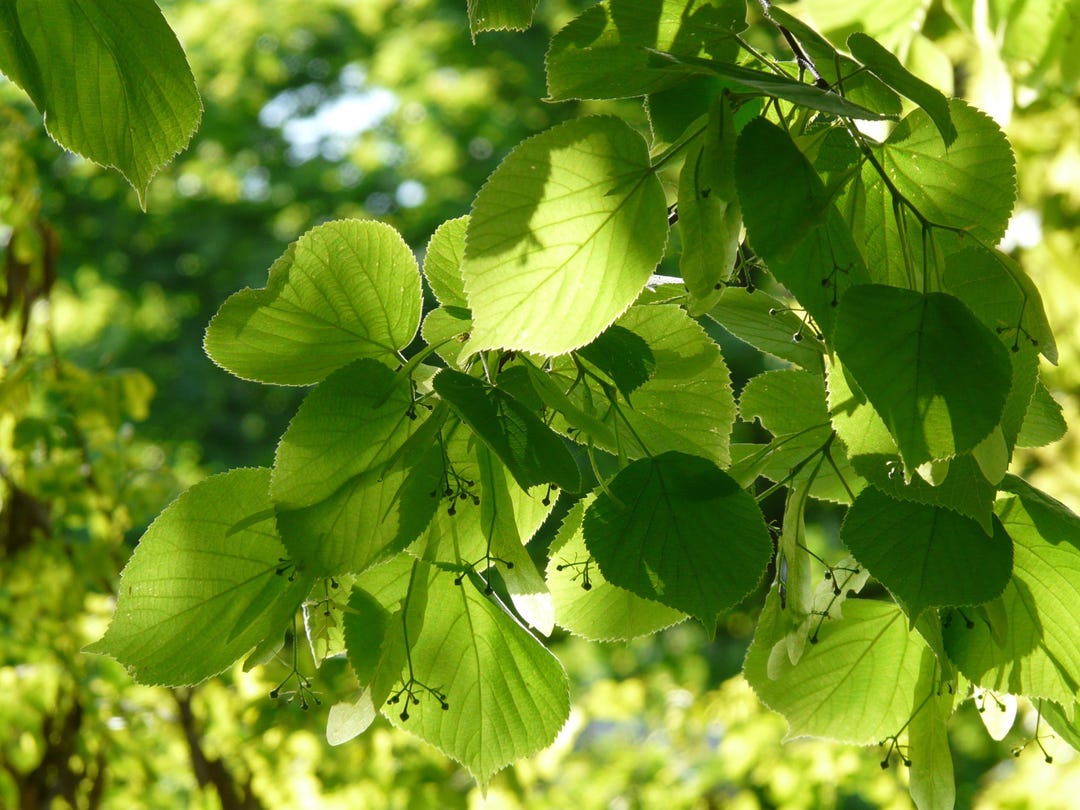 2yr American Basswood Tree, 1-2ft, Tilia Americana, Linden Tree, Native ...
