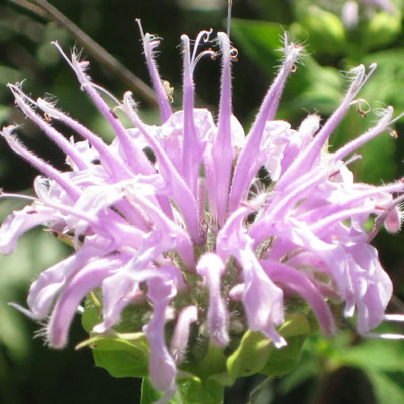 Monarda - Etsy