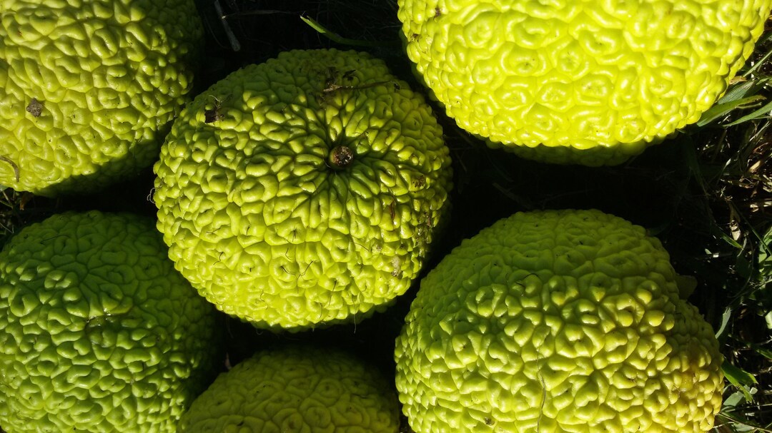 3yr Osage Orange Trees 1-2ft, Native, Maclura Pomifera, Bundle ...