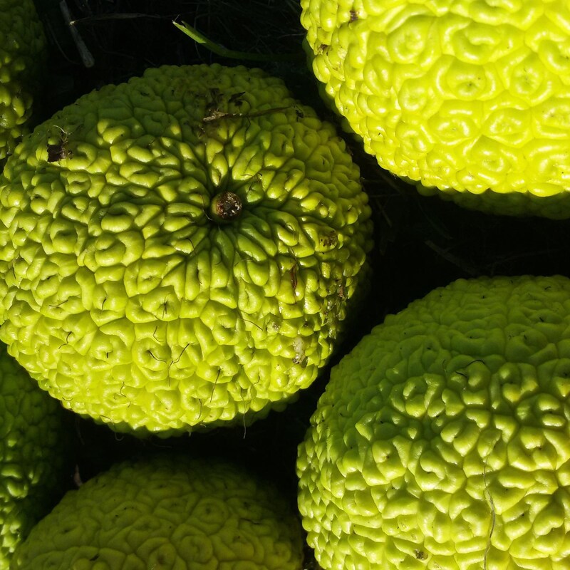 Osage Orange - Etsy