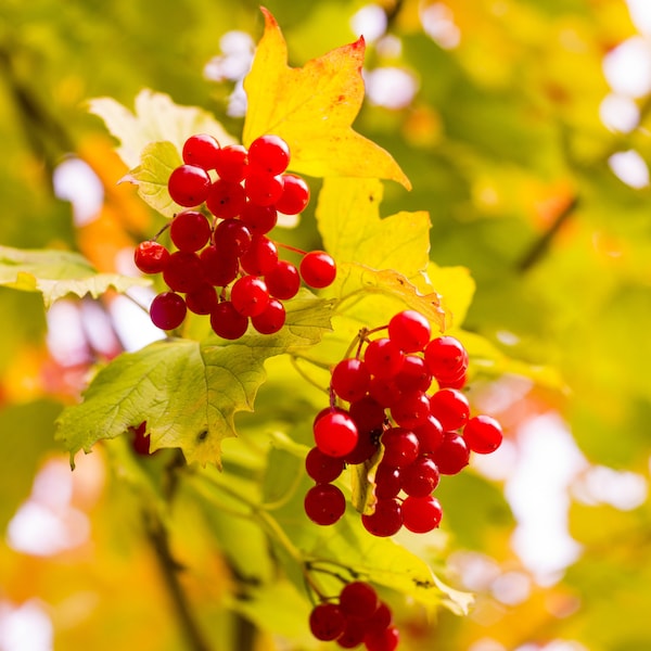 Cranberry Tree - Etsy