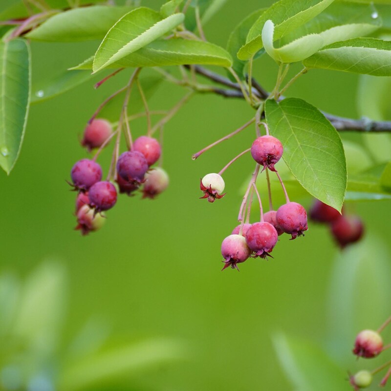 Service Berry Tree - Etsy