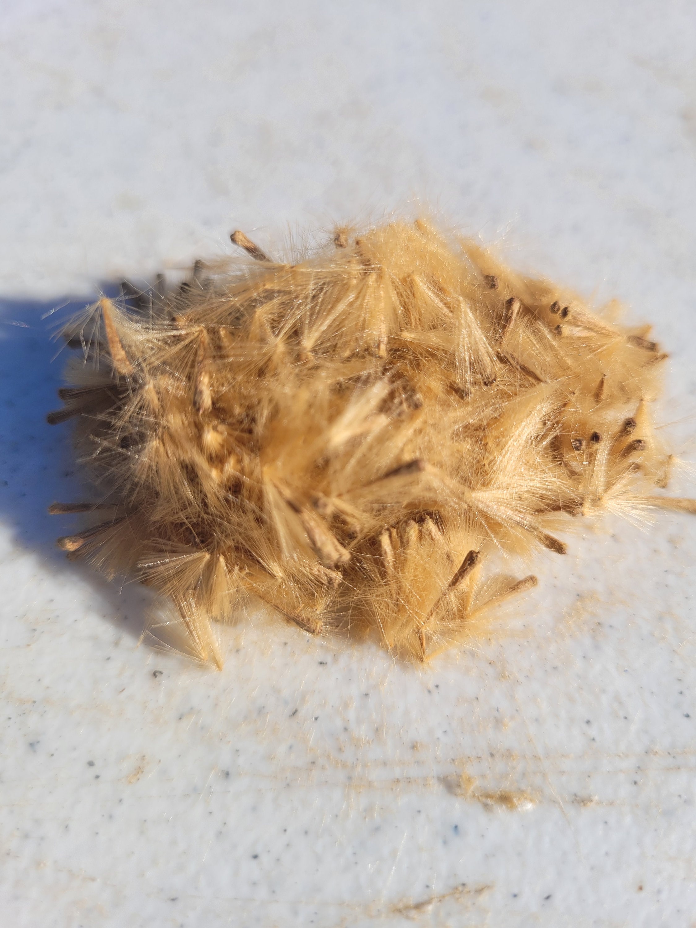 American Sycamore Tree Seeds: Native Platanus Occidentalis (100+ Seeds ...