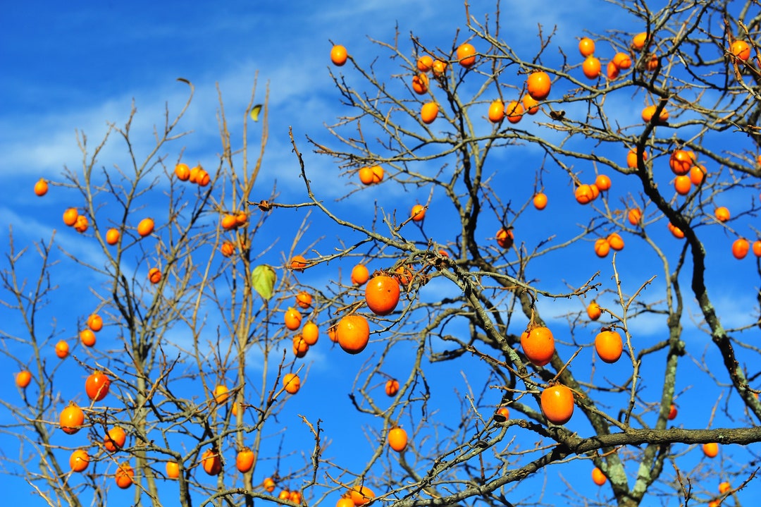 2yr American Persimmon Trees 1-2ft, Native Fruit Trees, Diospyros ...