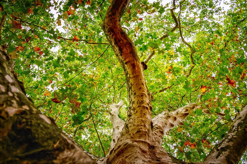 1yr American Sycamore, 1-2 Ft, Native Tree, Platanus Occidentalis ...