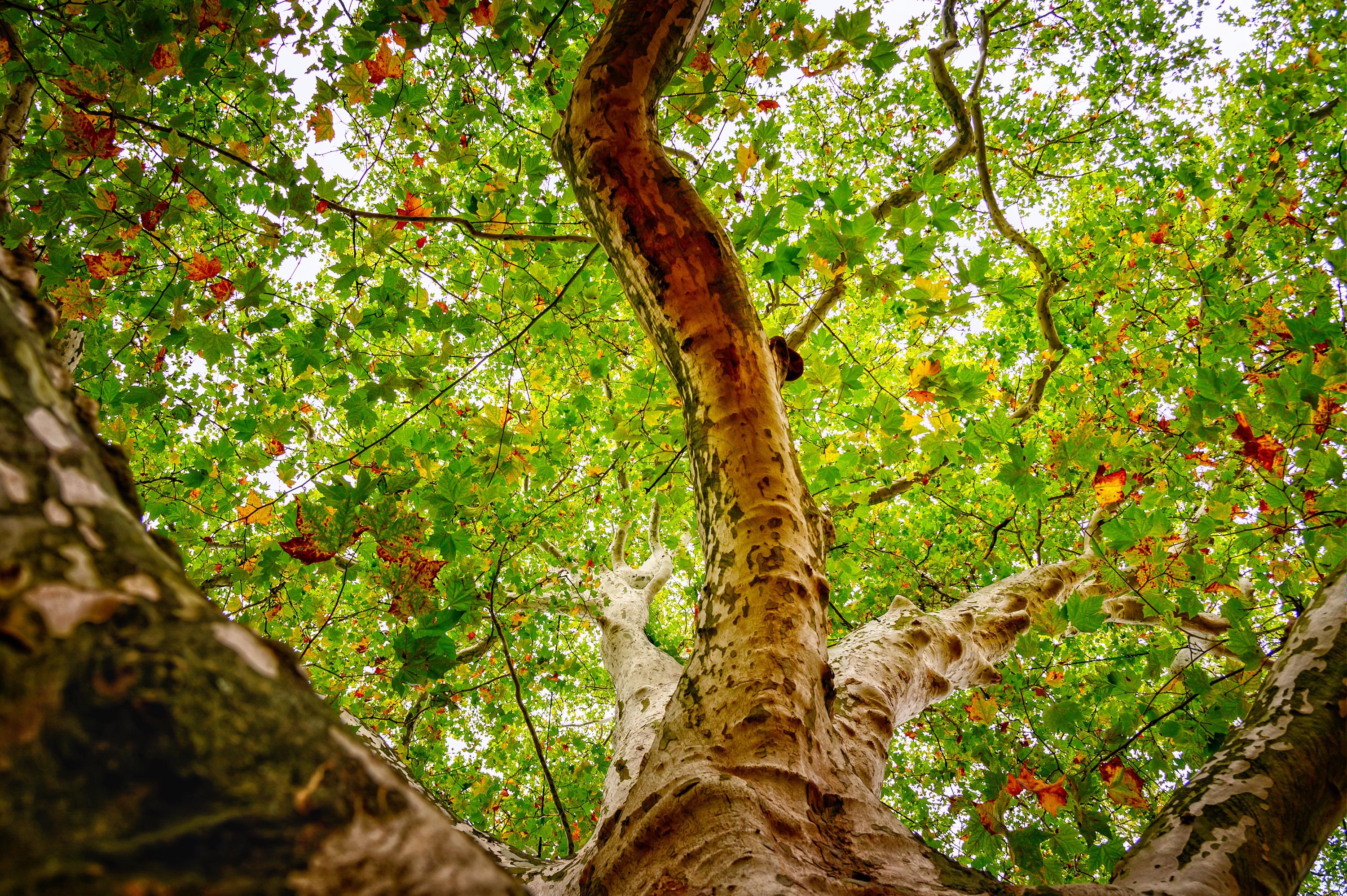 1yr American Sycamore, 1-2 Ft, Native Tree, Platanus Occidentalis ...