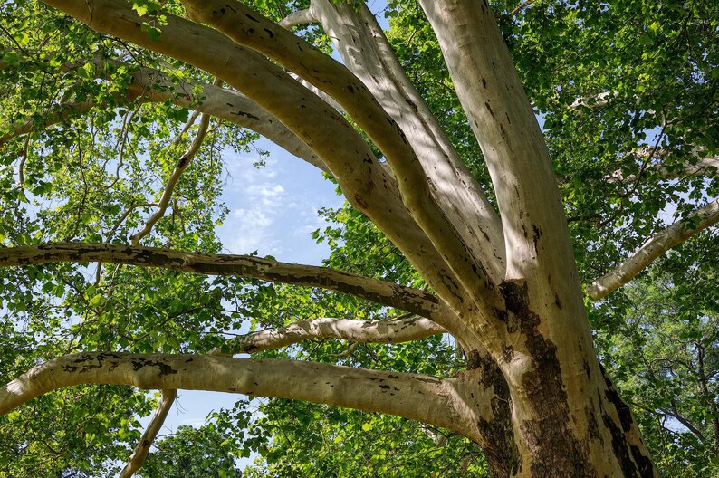 1yr American Sycamore, 1-2 Ft, Native Tree, Platanus Occidentalis ...