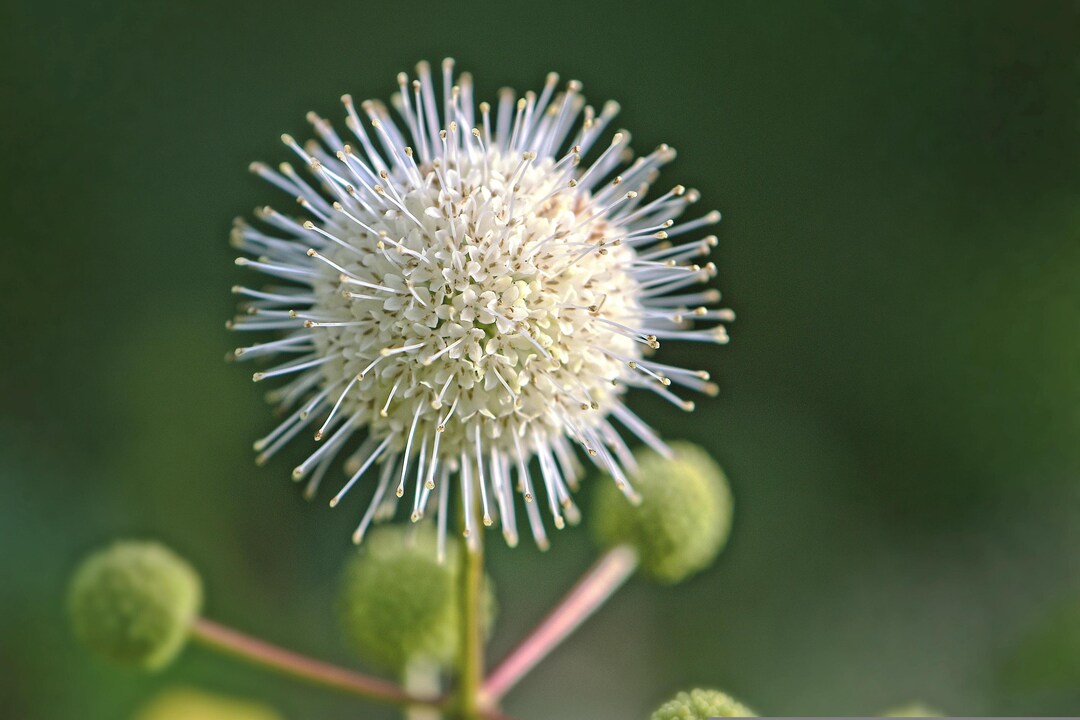 BUTTONBUSH Seeds, 50 Seeds, Cephalanthus Occidentalis, Native ...