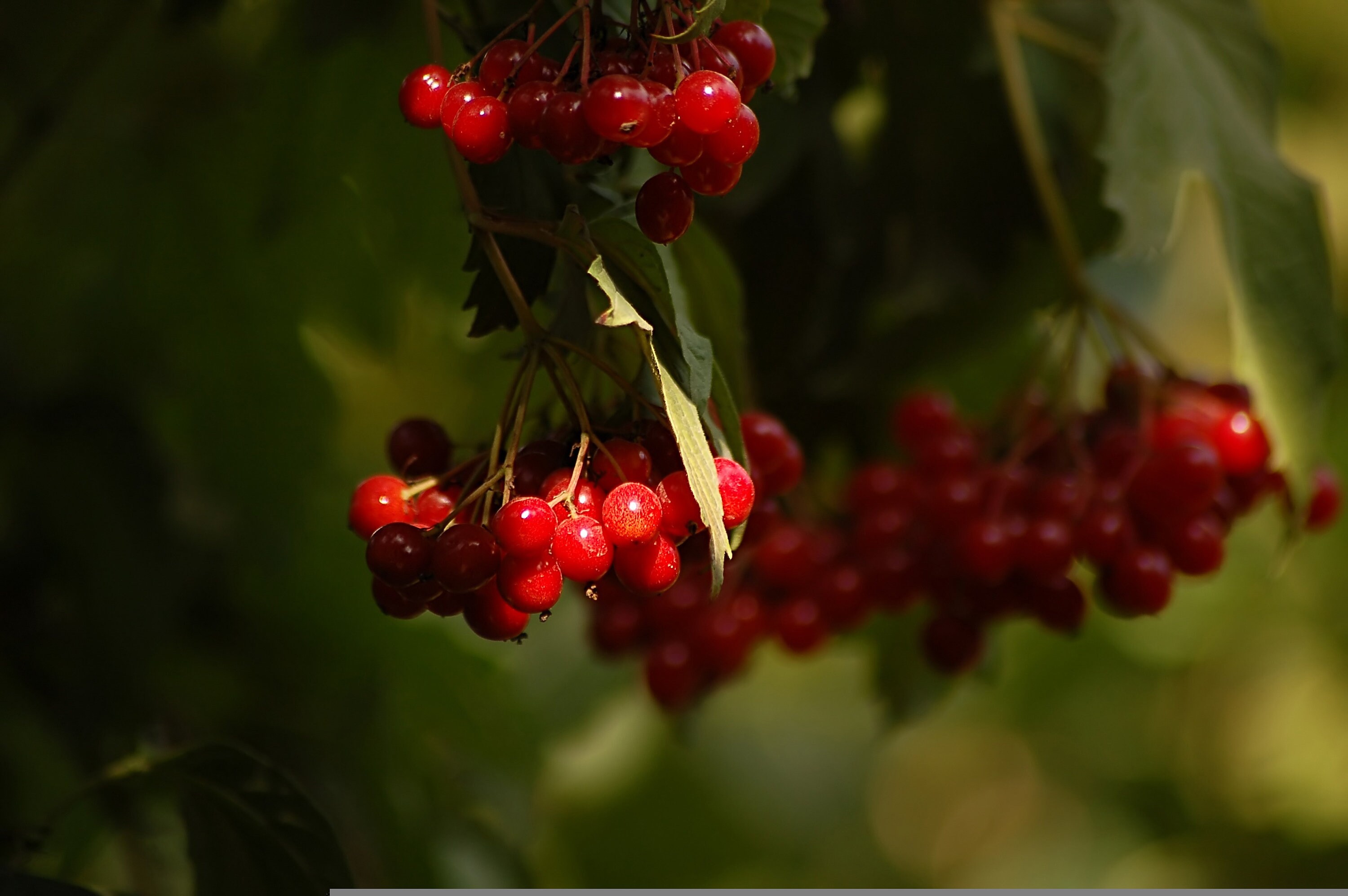 2yr American Cranberry Bush, 1-2ft, Native, Highbush, Viburnum Trilobum ...
