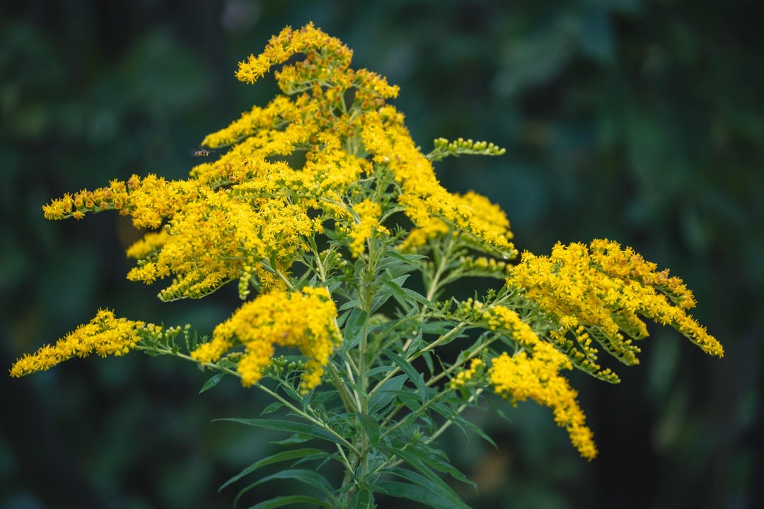 GOLDENROD Seeds, ~200 Seeds, Tall Goldenrod, Solidago Altissima, Native ...