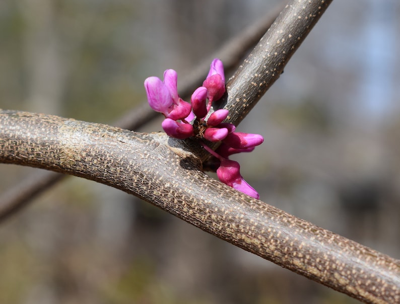 2yr Eastern Redbud Tree 1-2ft, Native Tree, Cercis Canadensis, Bundle ...