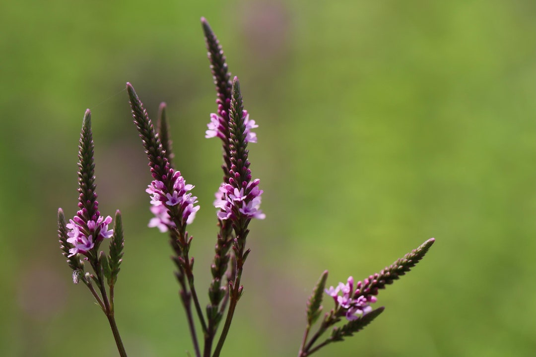 BLUE VERVAIN Seeds, 100 Seeds, Verbena Hastata, American Vervain, Swamp ...