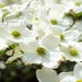 Cornus Sericea 'bergeson Compact' - Dwarf Red Twig Dogwood - 4" Pot ...
