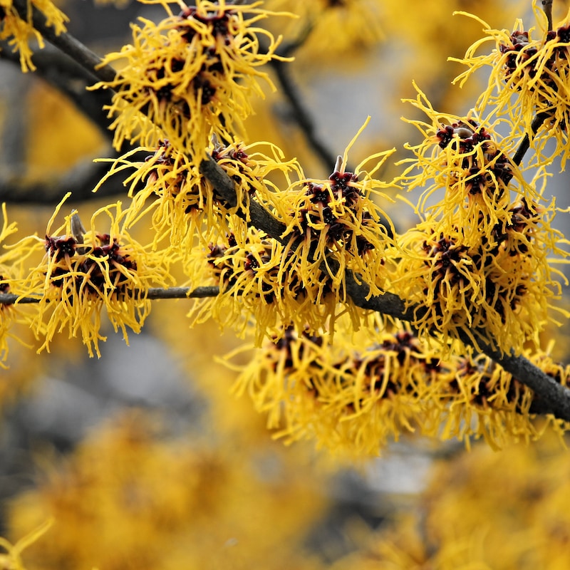Live Witch Hazel Tree - Etsy
