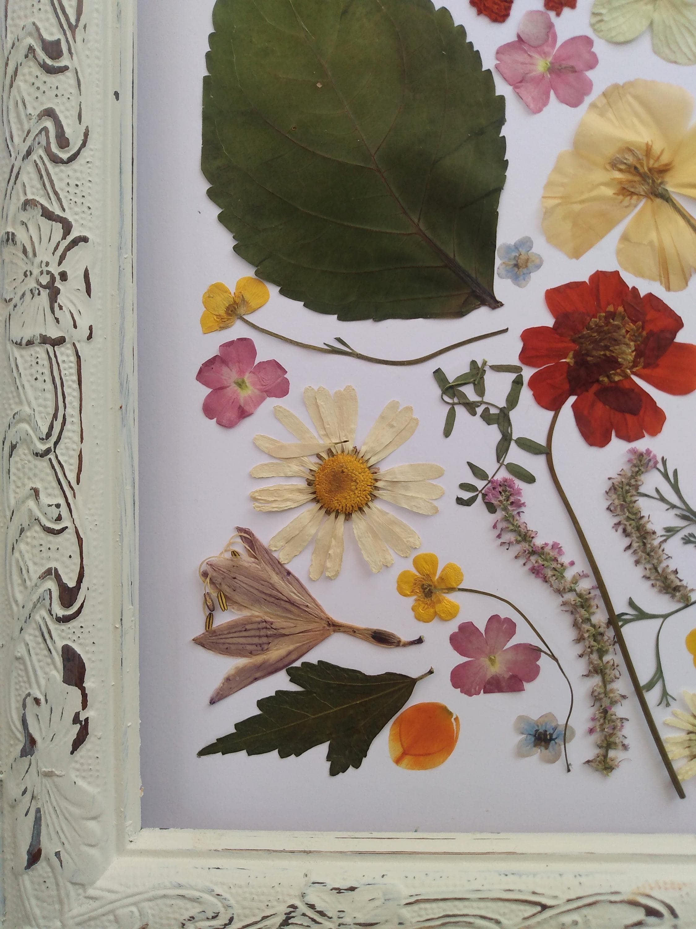 Pressed Flower Art - Etsy