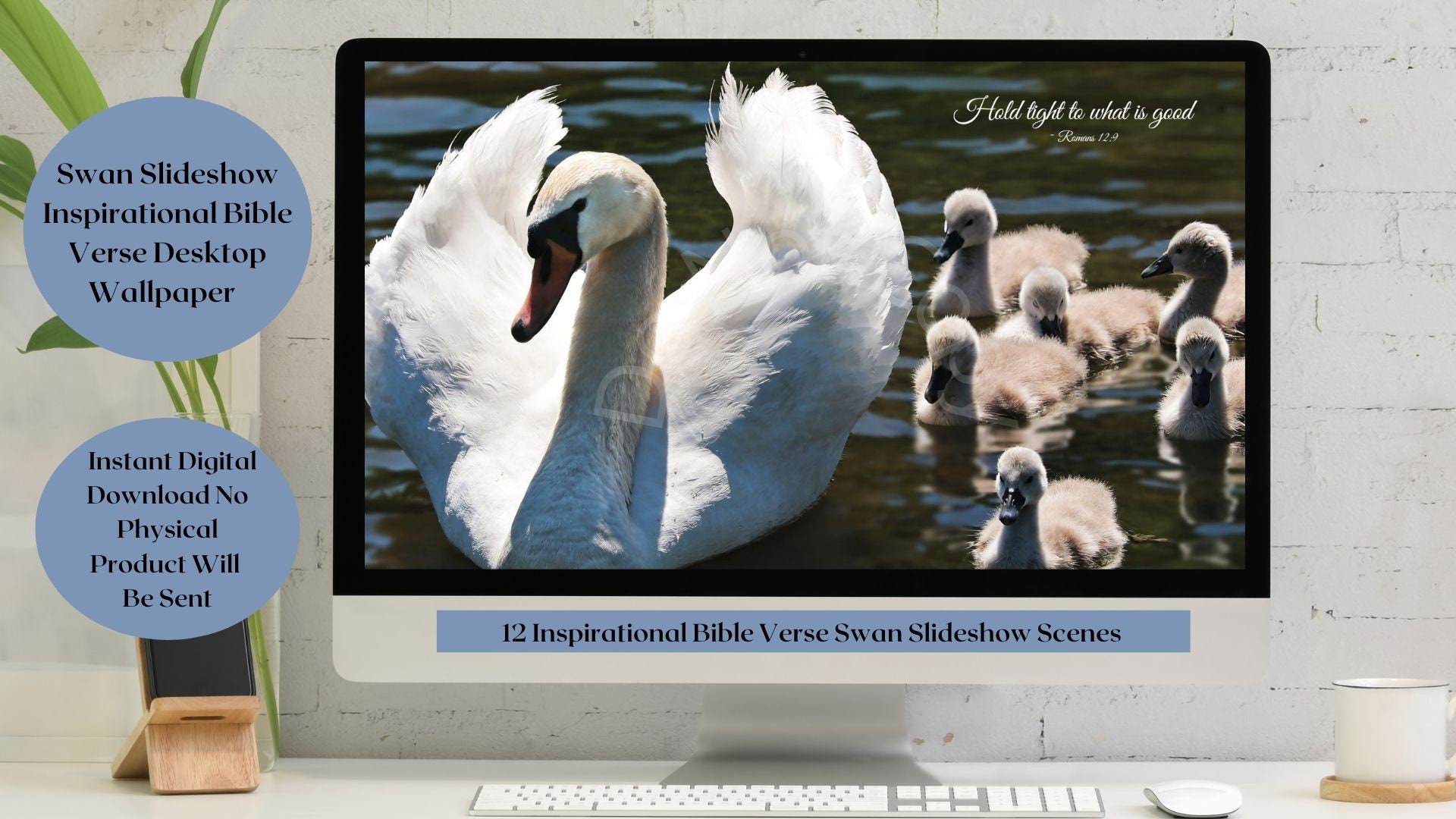 Christian Swan Bird Bible Verse Scripture Desktop Wallpaper Slideshow ...