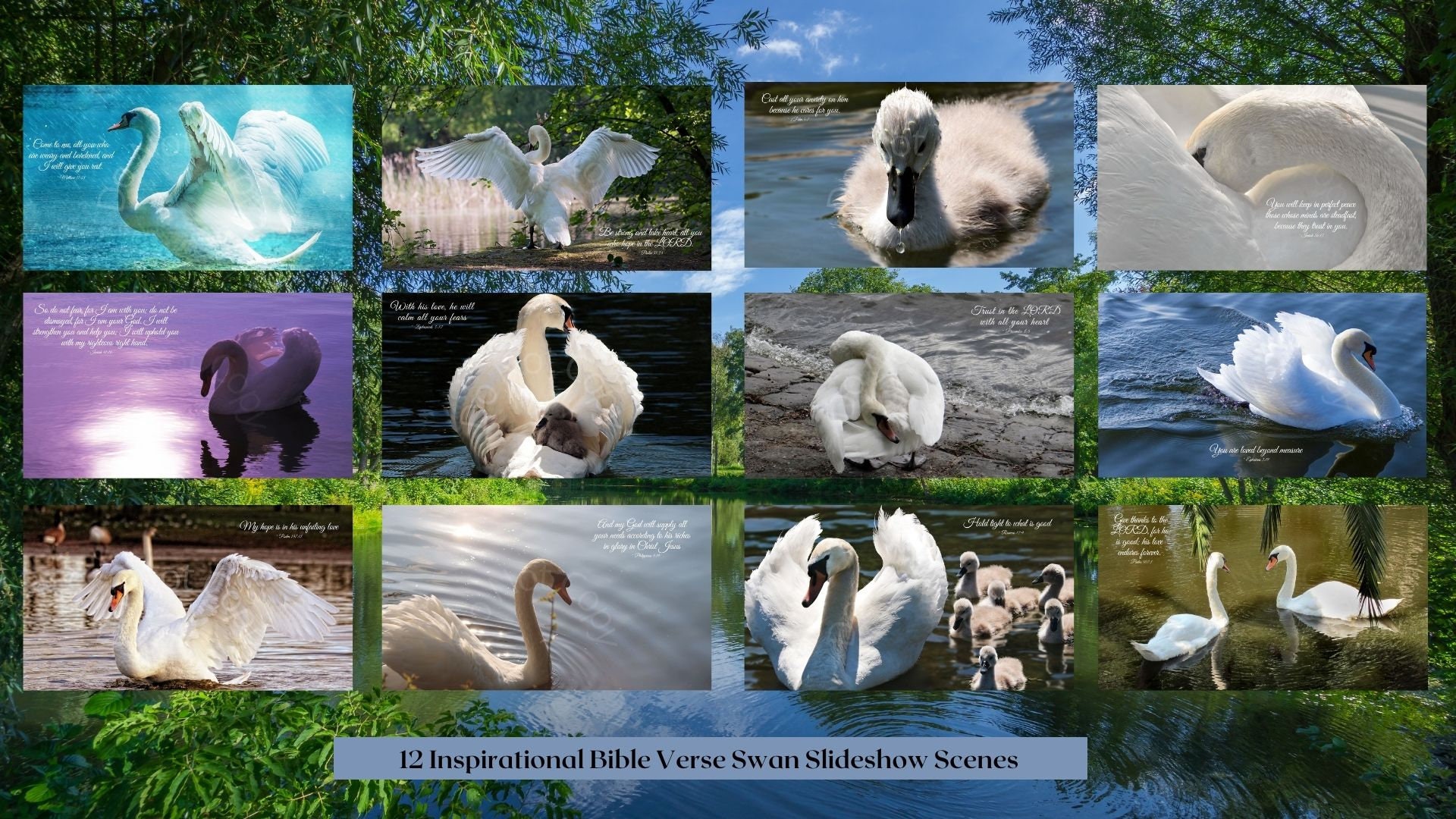 Christian Swan Bird Bible Verse Scripture Desktop Wallpaper Slideshow ...