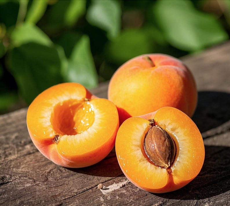 Fresh Apricots - Etsy