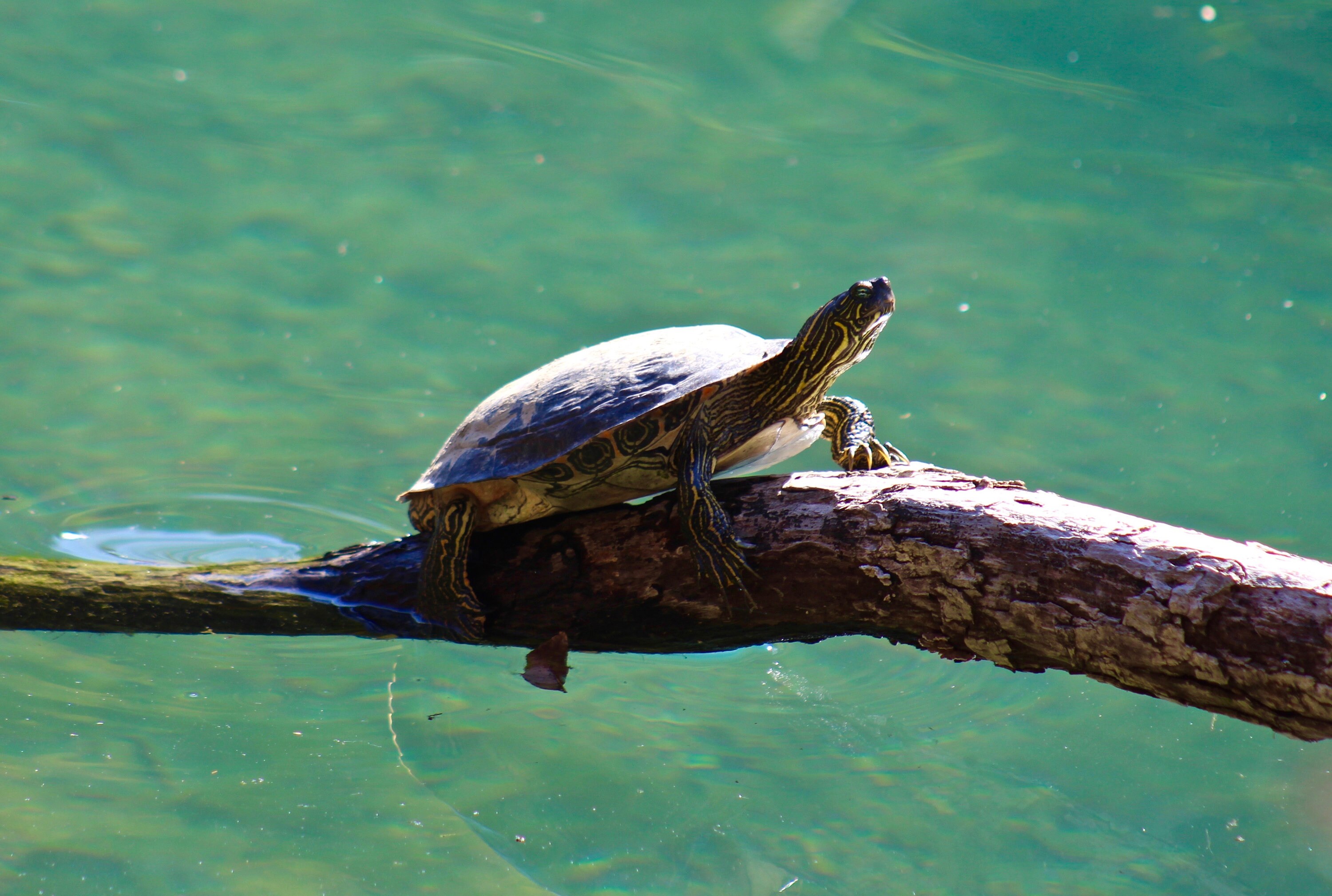 Turtles Photo Pack - Etsy