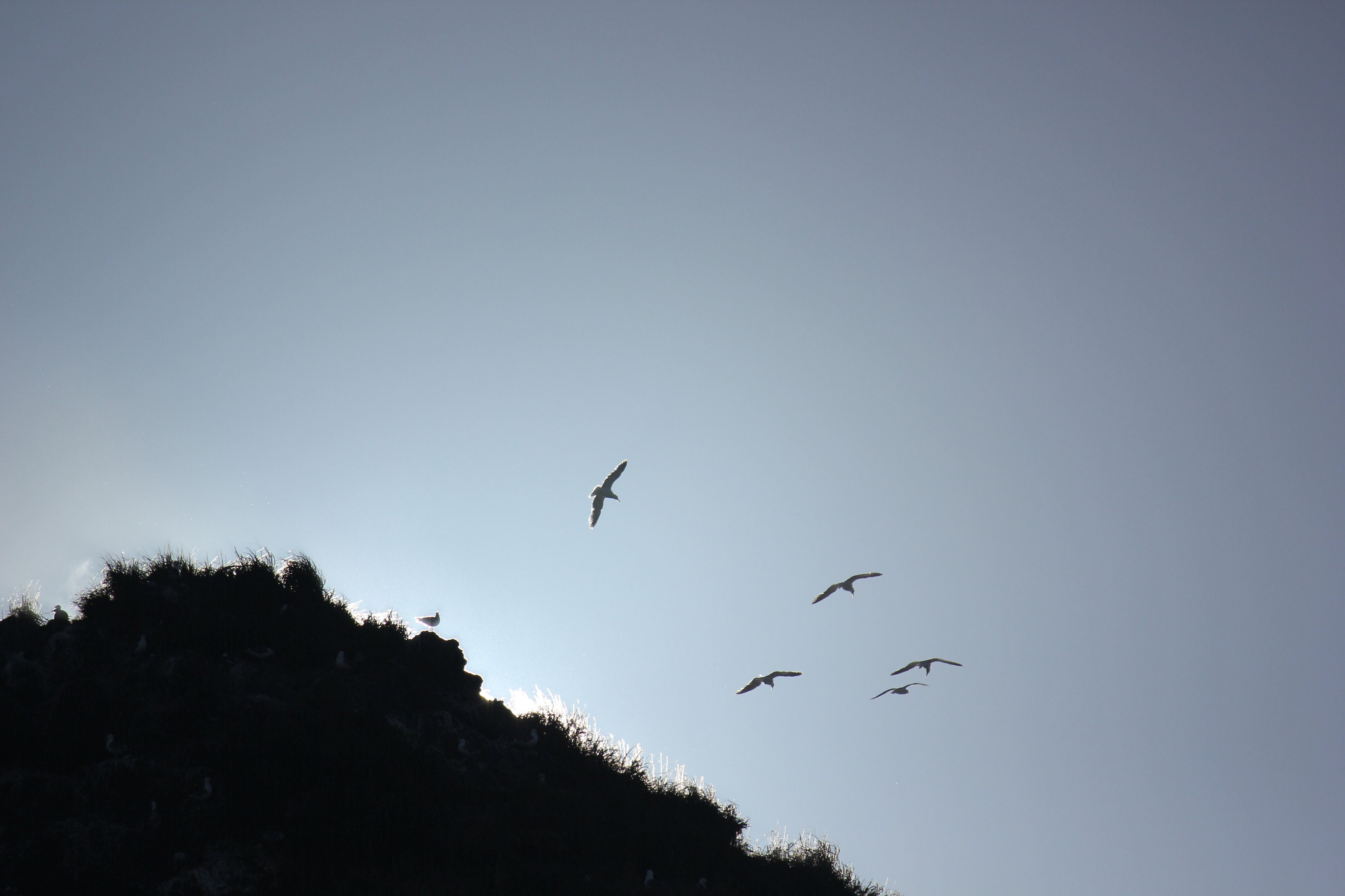 Birds Backdrop - Etsy