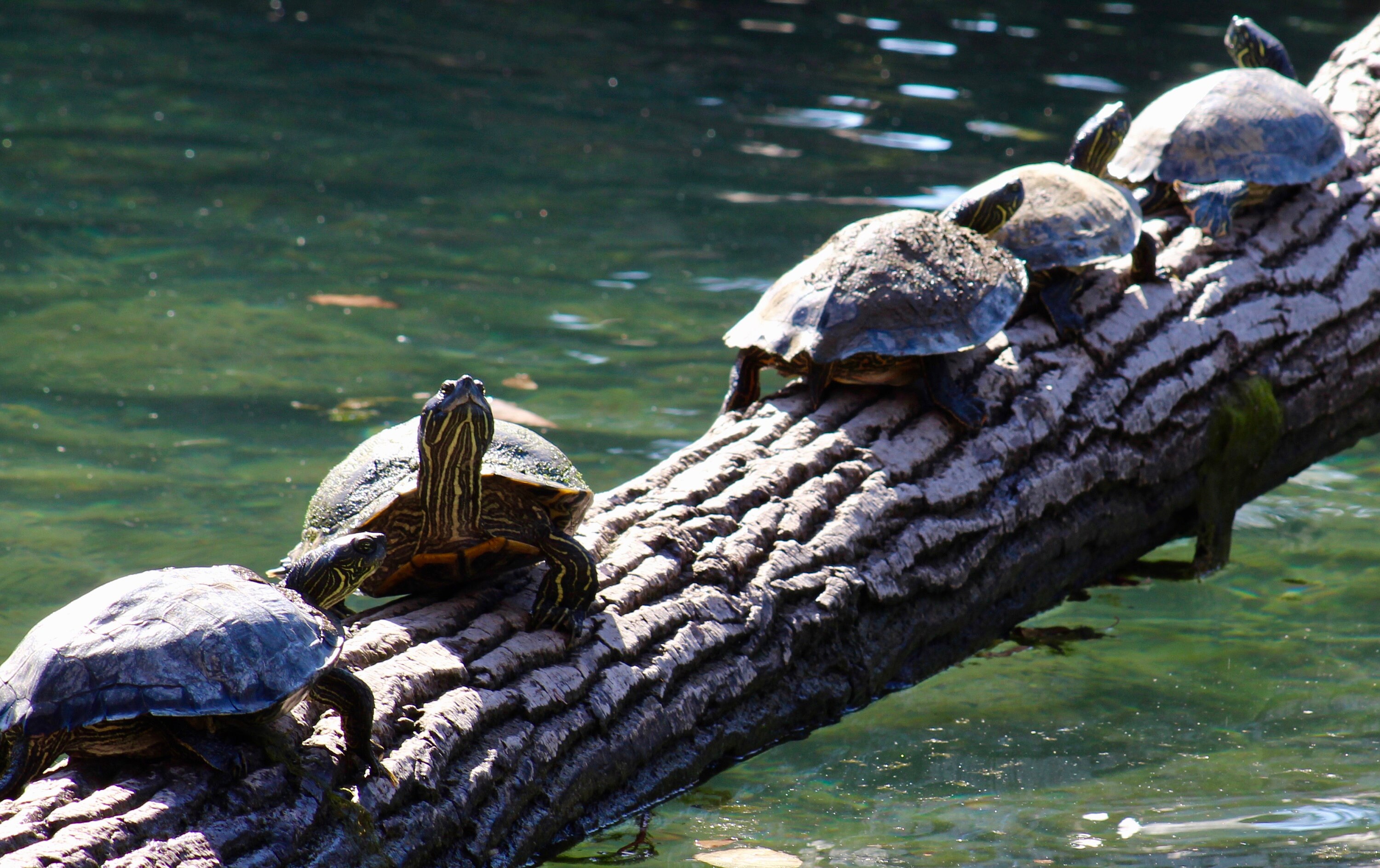 Turtles Photo Pack - Etsy