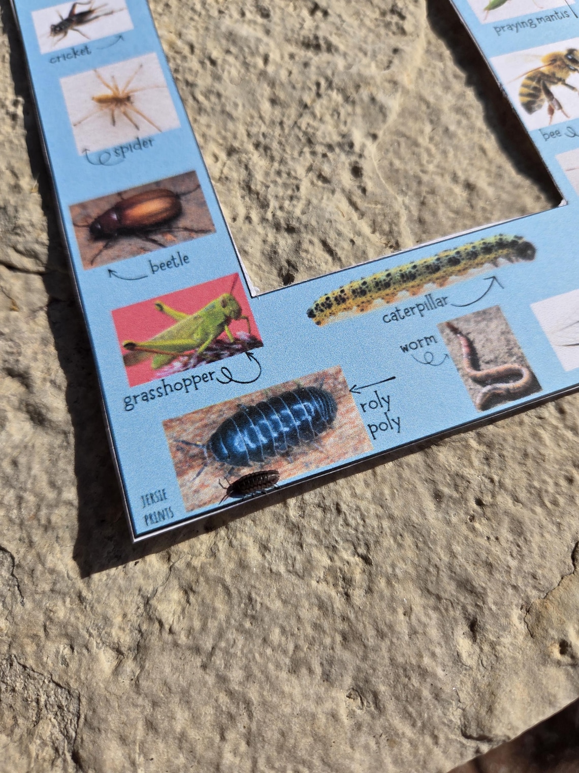 Bug Finder Printable / Bug Hunt / Classroom Activity / Outdoor Activity ...