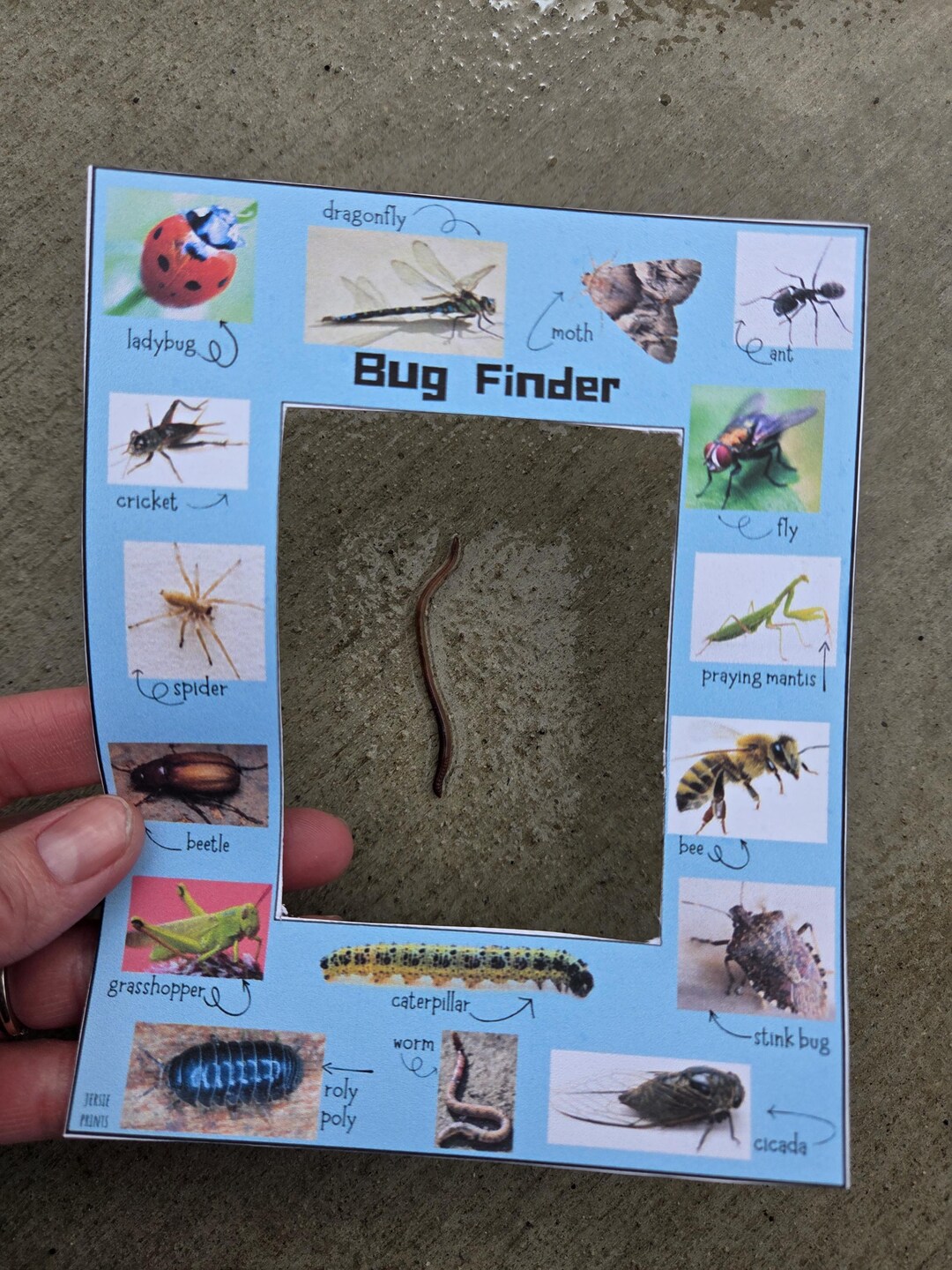 Bug Finder Printable / Bug Hunt / Classroom Activity / Outdoor Activity ...