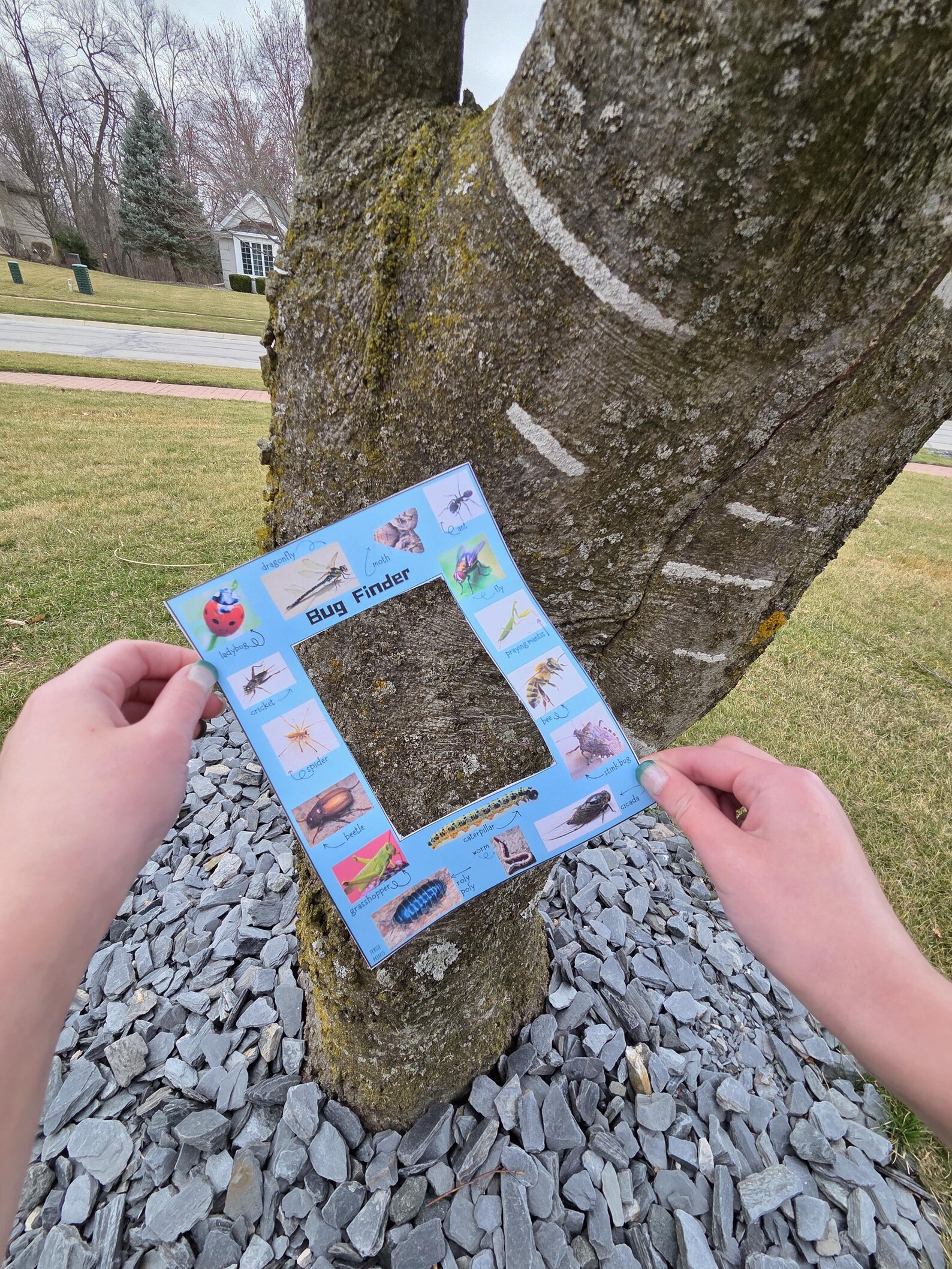 Bug Finder Printable / Bug Hunt / Classroom Activity / Outdoor Activity ...