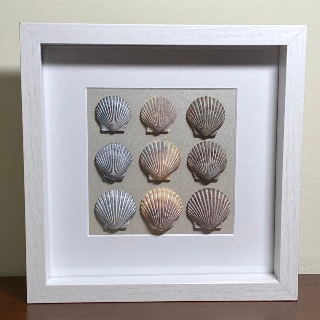 Seashell Shadow Box Frame, Bay Scallops, Coastal Home Decor - Etsy