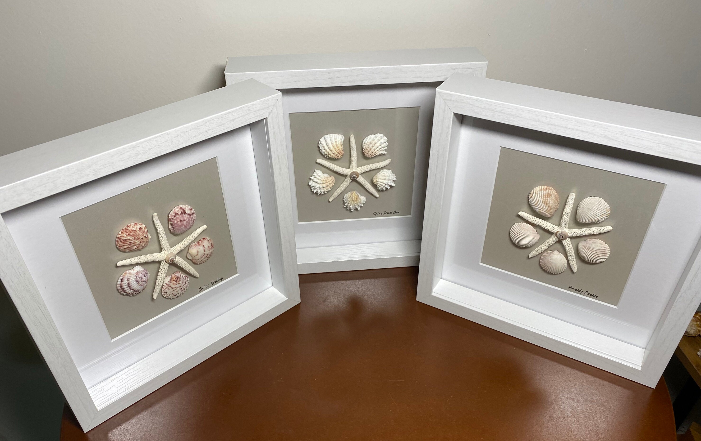 Shadow Box Frame Set, Florida Spiny Jewel Box, Prickly Cockle, Calico ...