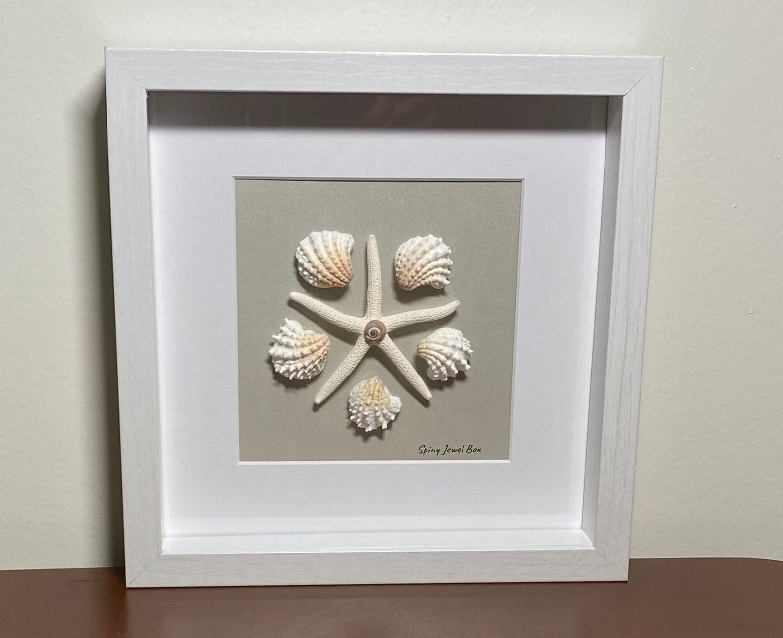 Shadow Box Frame Set, Florida Spiny Jewel Box, Prickly Cockle, Calico ...