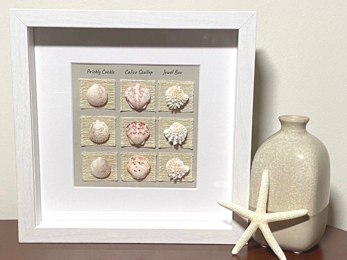 Florida Seashells, Scallops, Prickly Cockle, Jewel Box, White Shadow ...