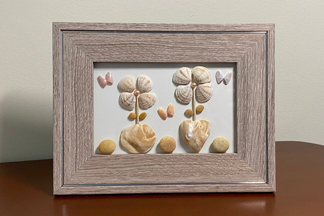 Seashell Flowers, Cross-barred Venus Shells, Coquina Shells, Naturally ...