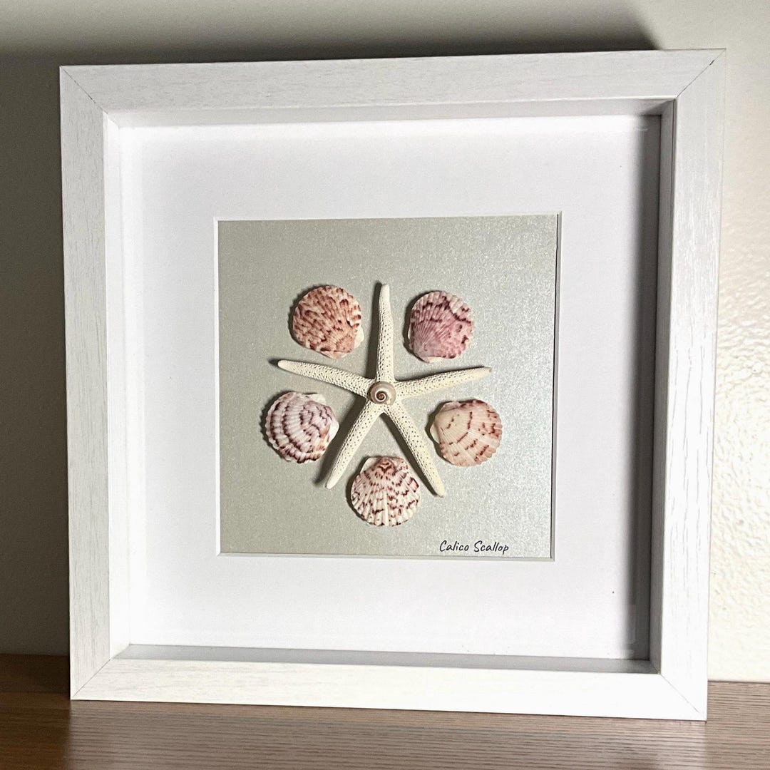 Calico Scallops, Starfish, Moon Shell, Seashell Shadow Box Frame - Etsy