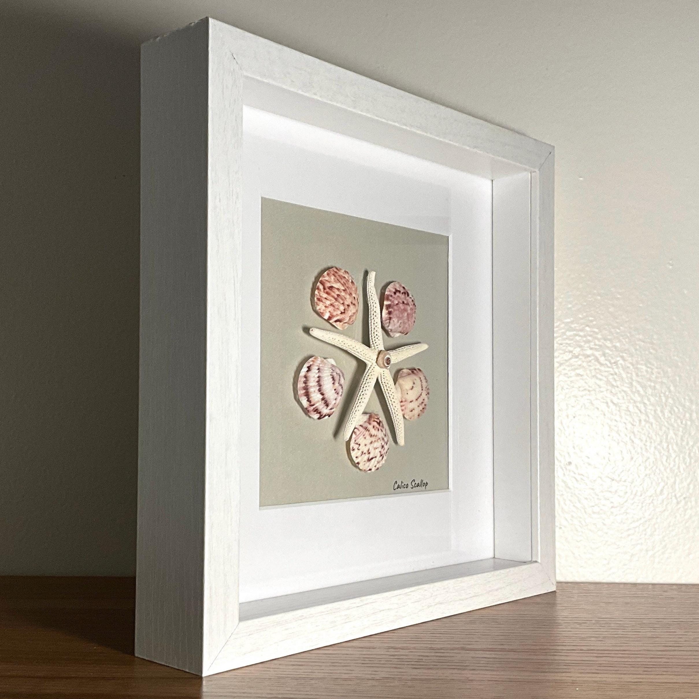 Calico Scallops, Starfish, Moon Shell, Seashell Shadow Box Frame - Etsy