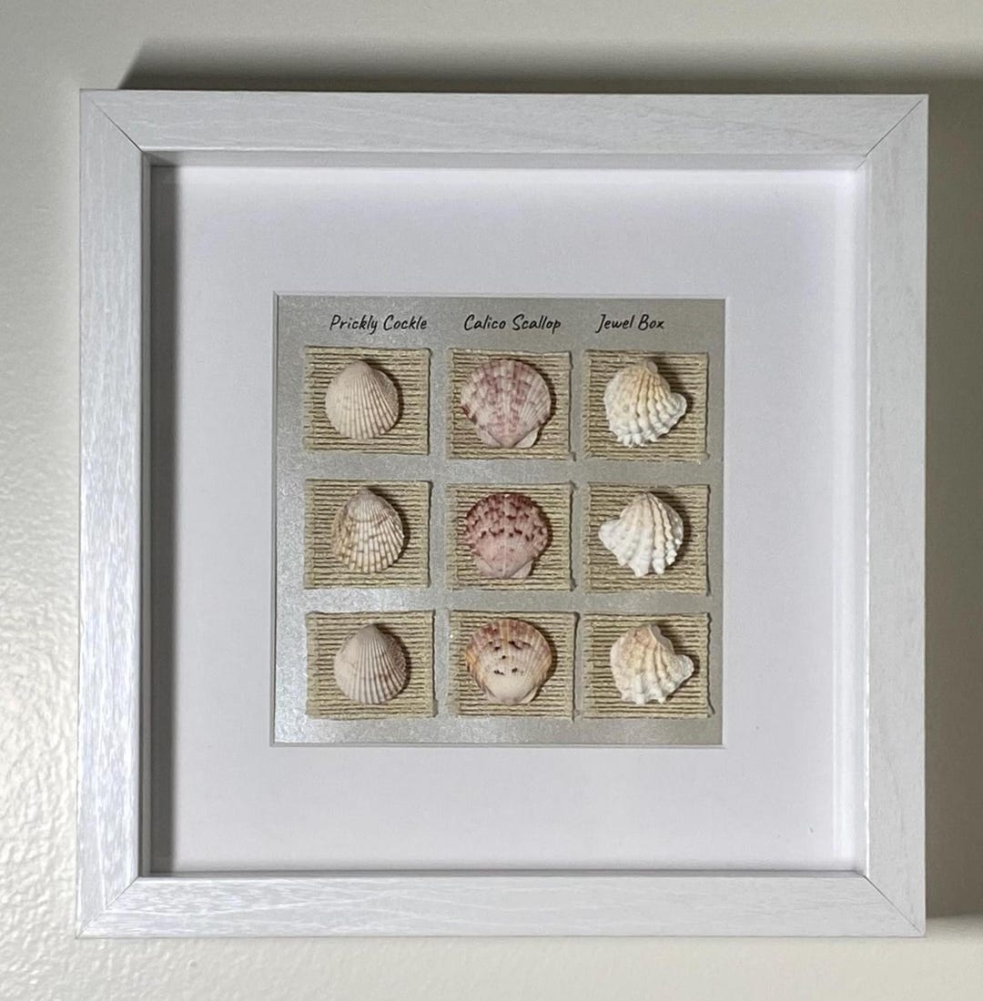Florida Seashells, Scallops, Prickly Cockle, Jewel Box, White Shadow ...