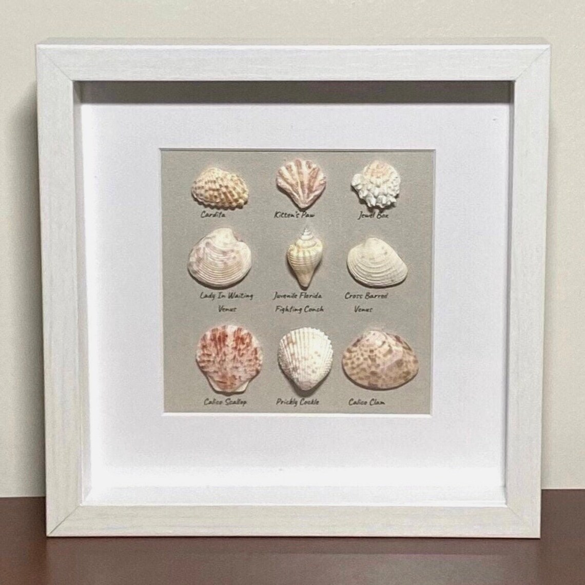 Seashell Identification, Florida Seashells, White Shadow Box Frame ...