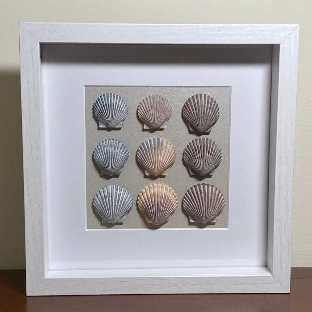 Seashell Shadow Box Frame Bay Scallops Coastal Home Decor - Etsy
