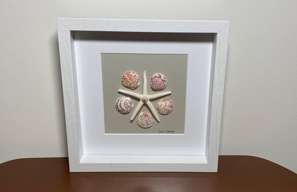 Shadow Box Frame Set, Florida Spiny Jewel Box, Prickly Cockle, Calico ...