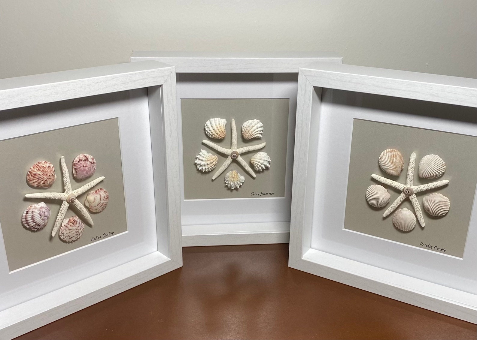 Shadow Box Frame Set, Florida Spiny Jewel Box, Prickly Cockle, Calico ...