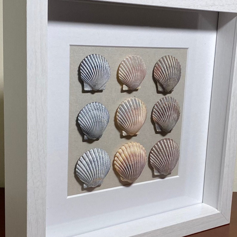 Seashell Shadow Box Frame, Bay Scallops, Coastal Home Decor - Etsy